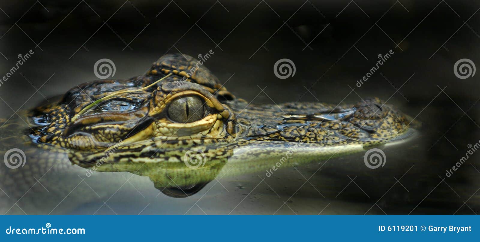 Evil eye stock image. Image of floating, predator, head - 6119201