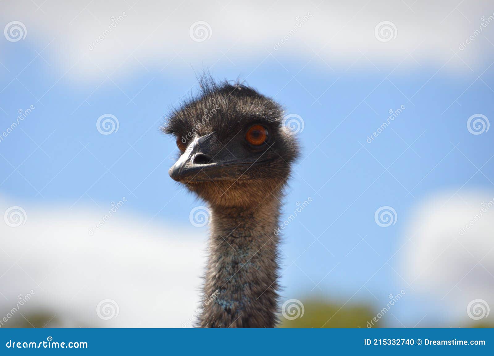 Evil eye emu stock photo. Image of animal, wildlife - 215332740