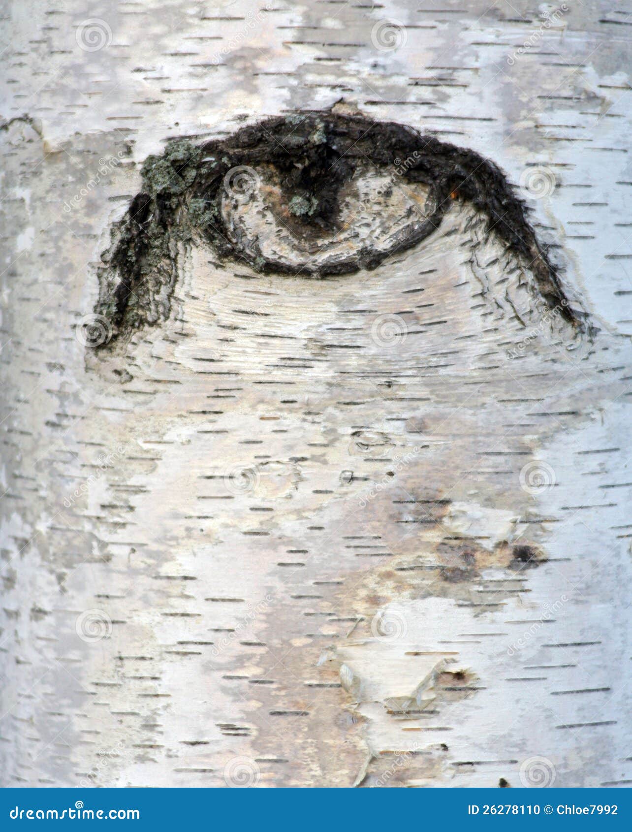 1,846 Birch Eye Stock Photos - Free & Royalty-Free Stock Photos from ...