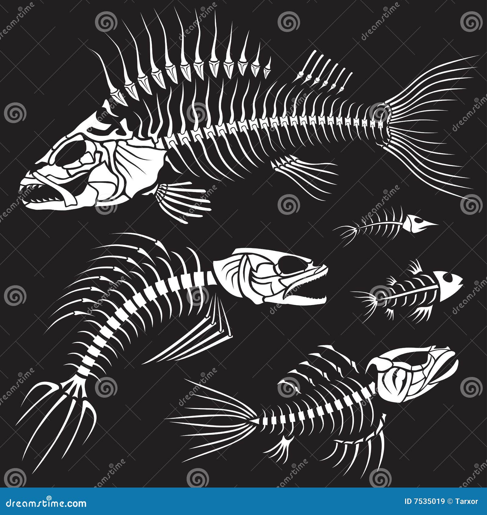 Skeleton Of Fish. Vector Illustration | CartoonDealer.com #107060352