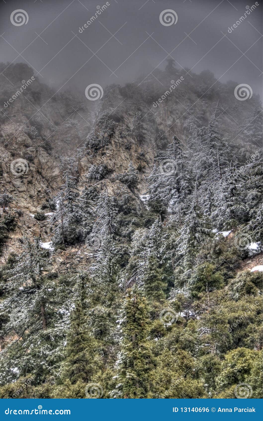 Evil forest stock photo. Image of bare, high, creepy - 13140696