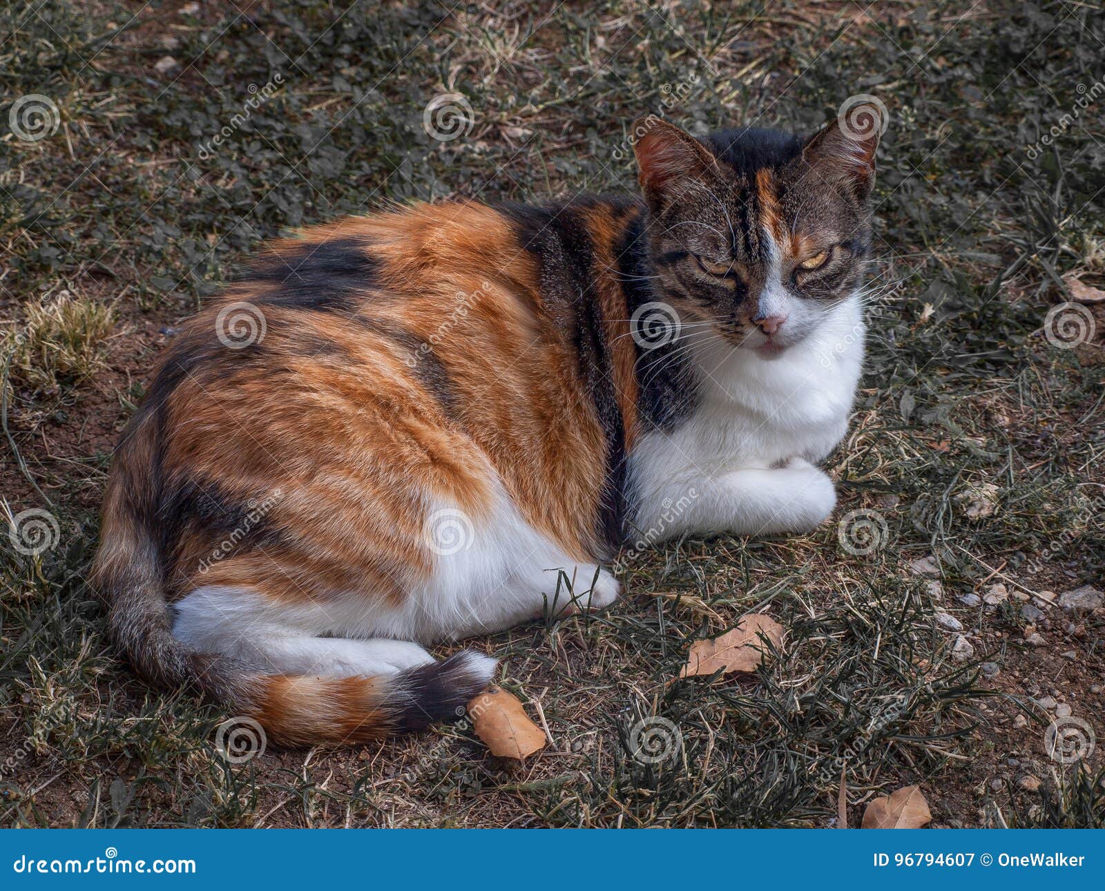 Evil Ginger Cat Sitting in the Garden. Stock Image - Image of beautiful ...