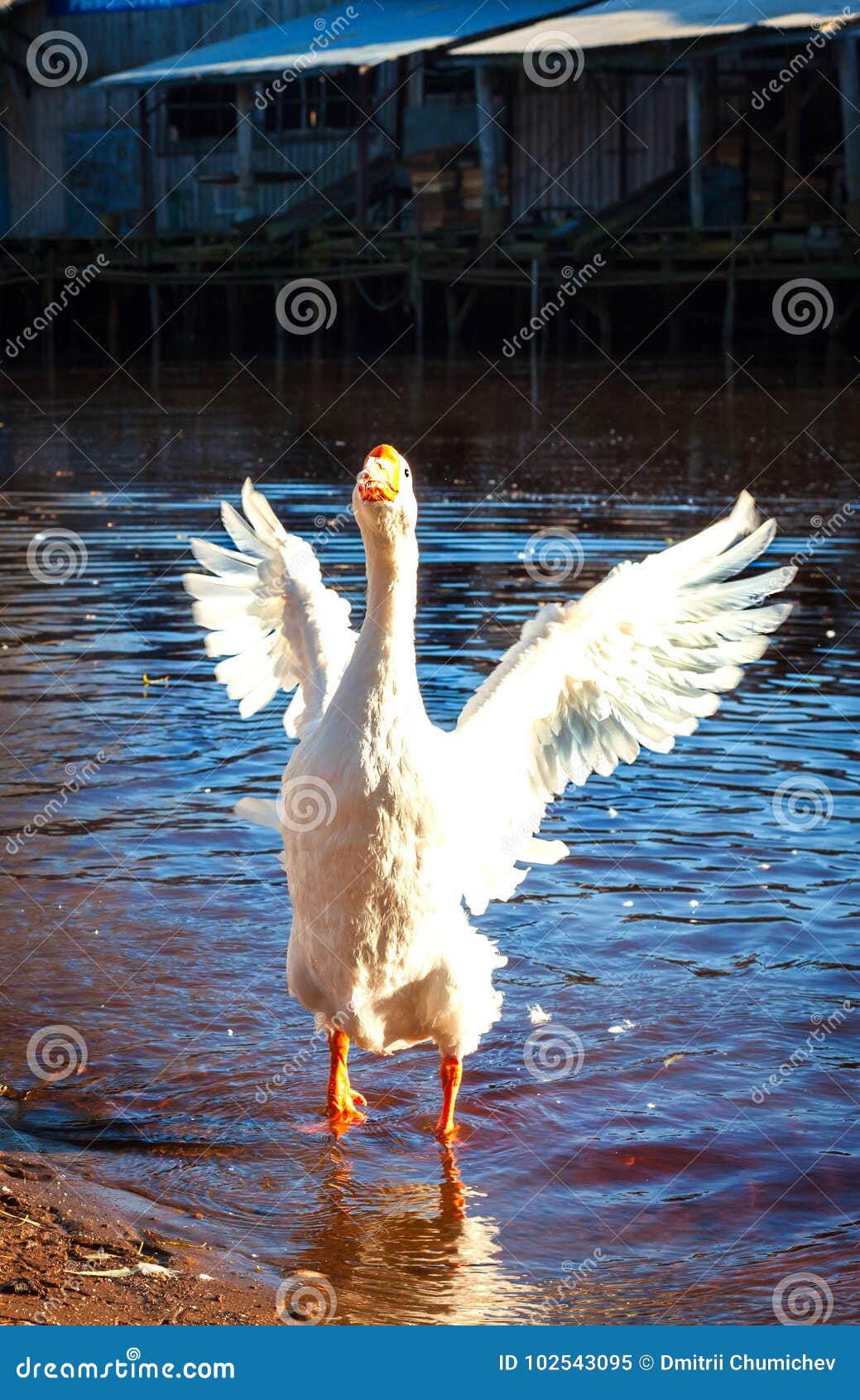 The Evil Goose, Fluttering Its Wings Stock Image - Image of humour ...