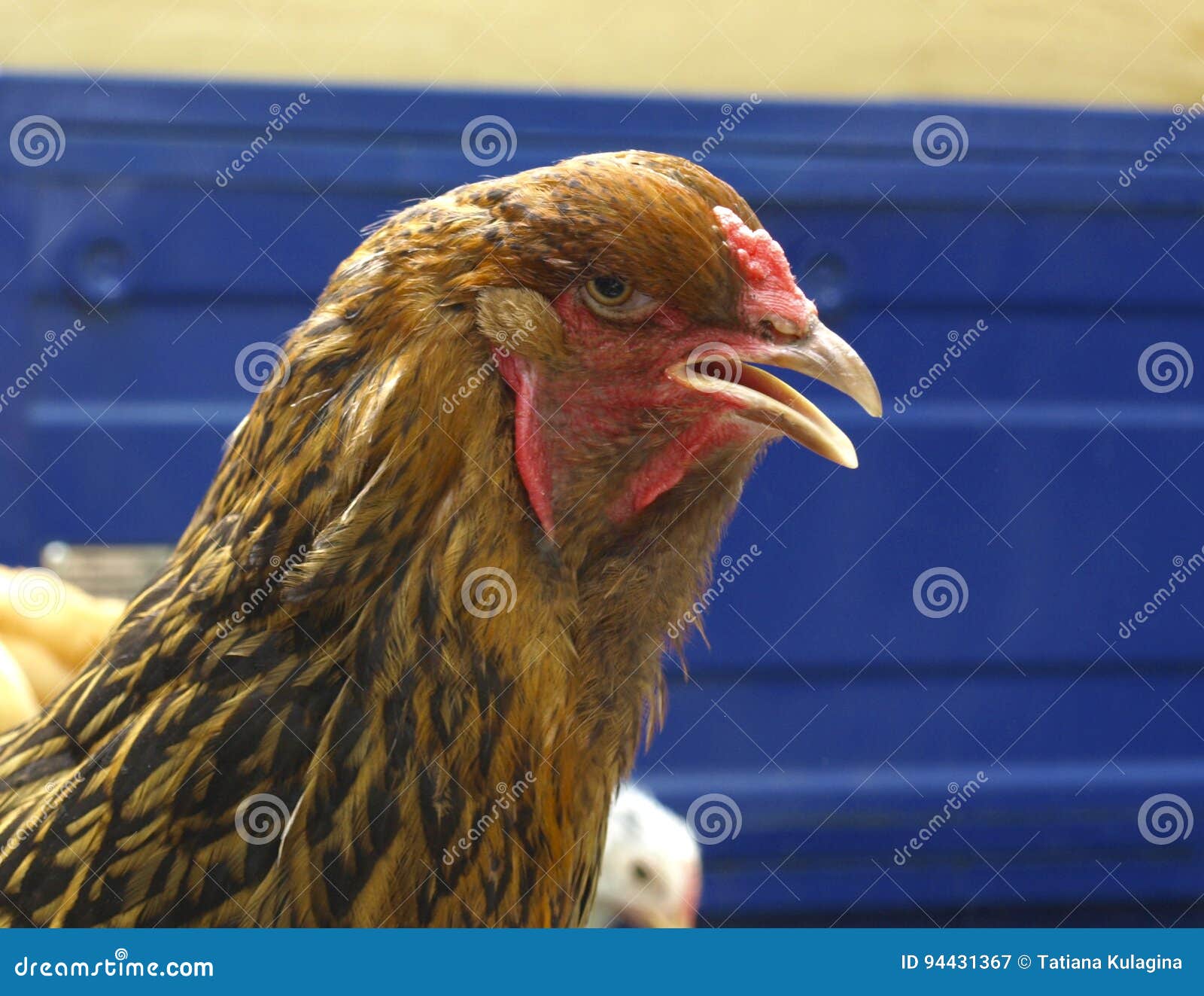 Evil hen stock image. Image of plume, nervous, male, fowl - 94431367