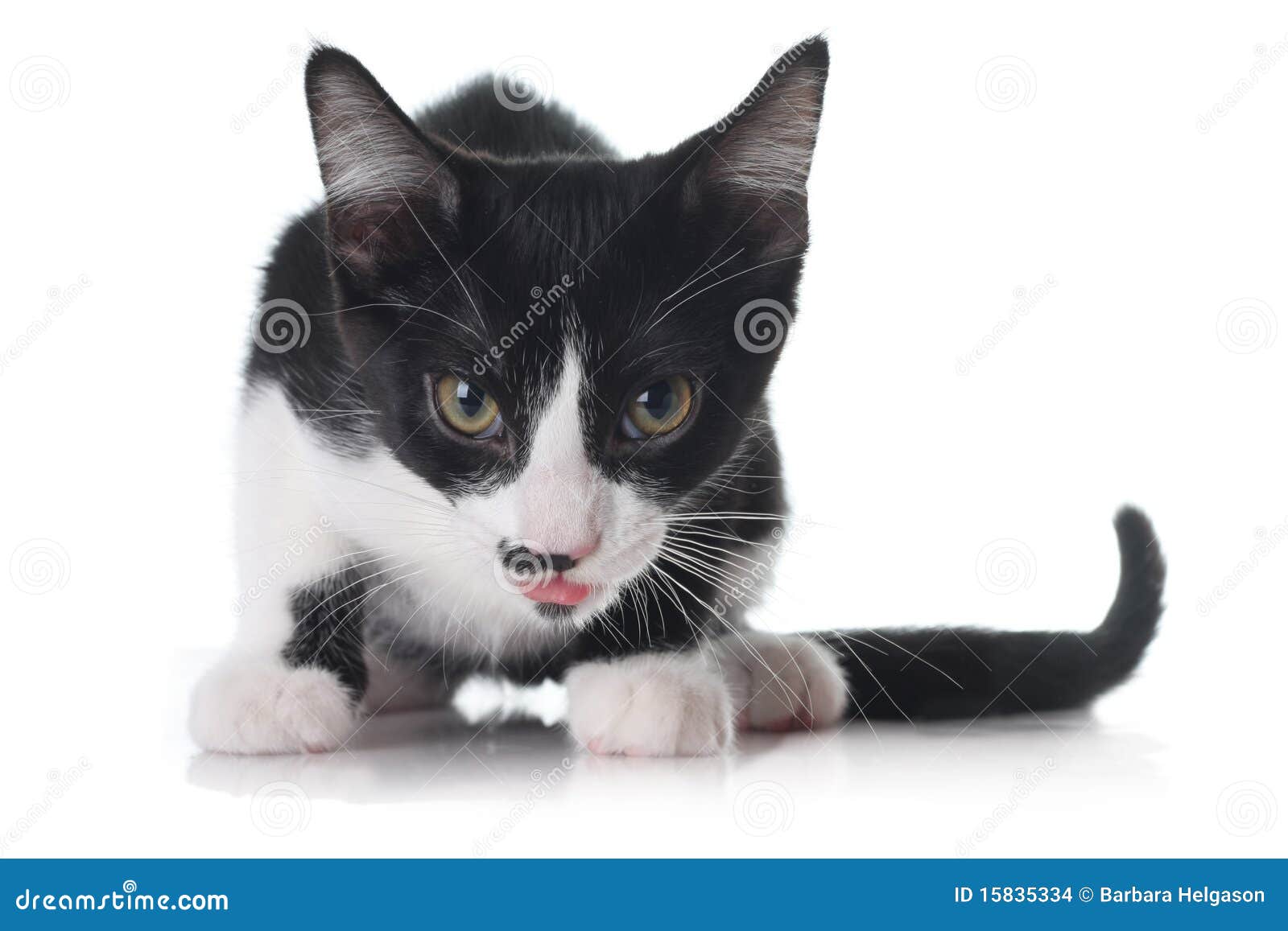 Evil kitten stock photo. Image of tongue, white, kitty - 15835334