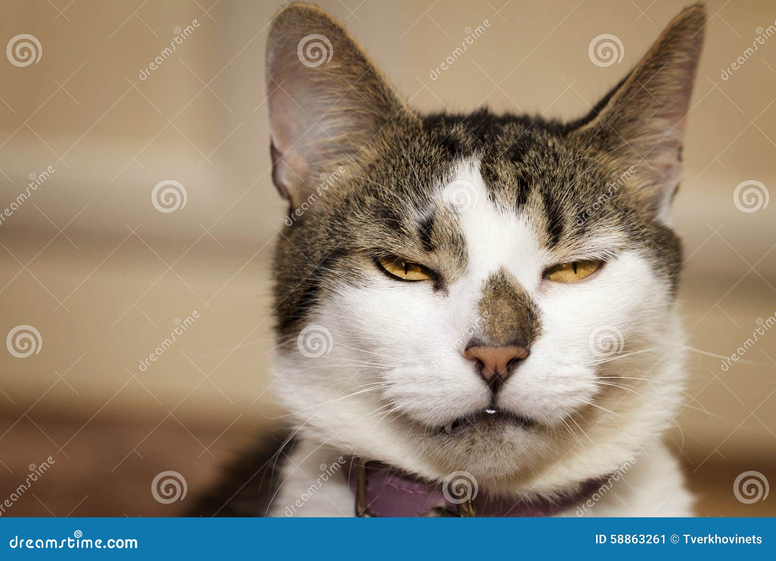 Evil looking cat stock image. Image of sinister, portrait - 58863261