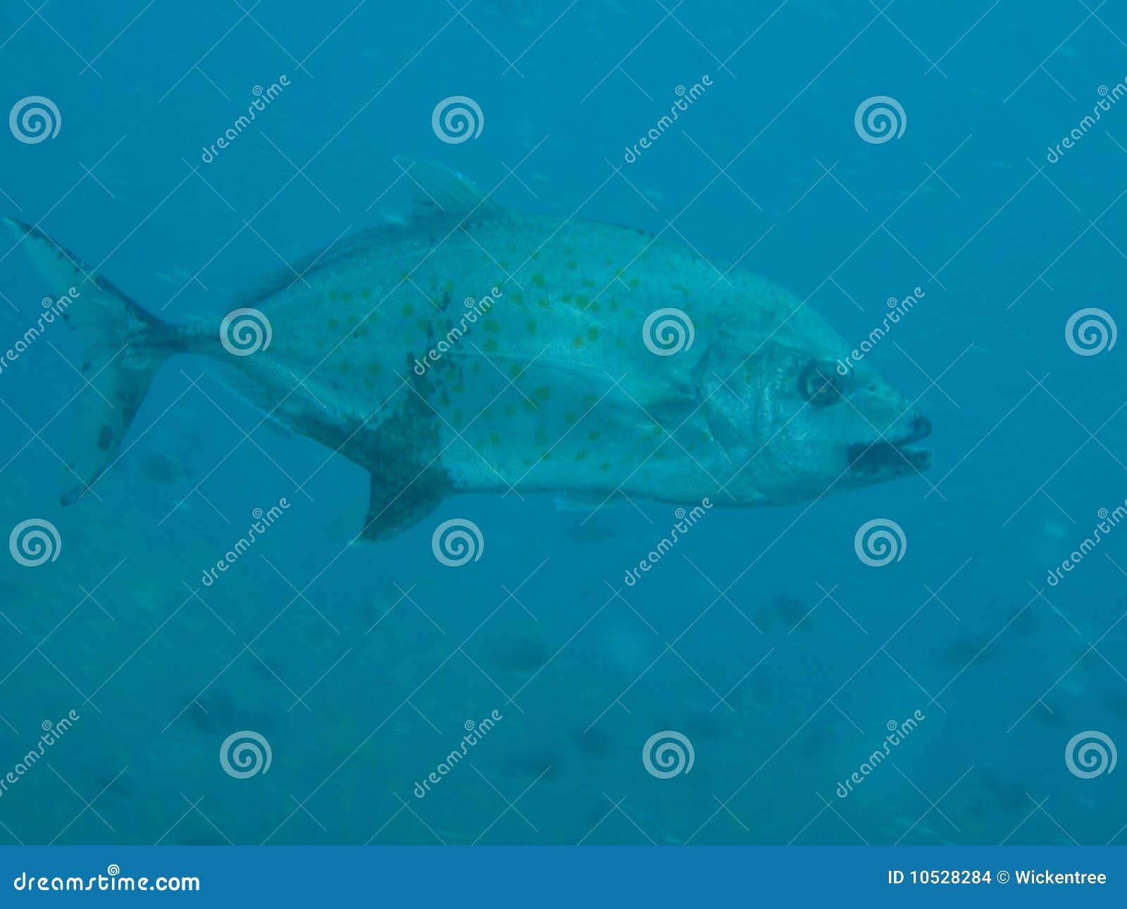Evil Looking Fish stock photo. Image of fish, diving - 10528284
