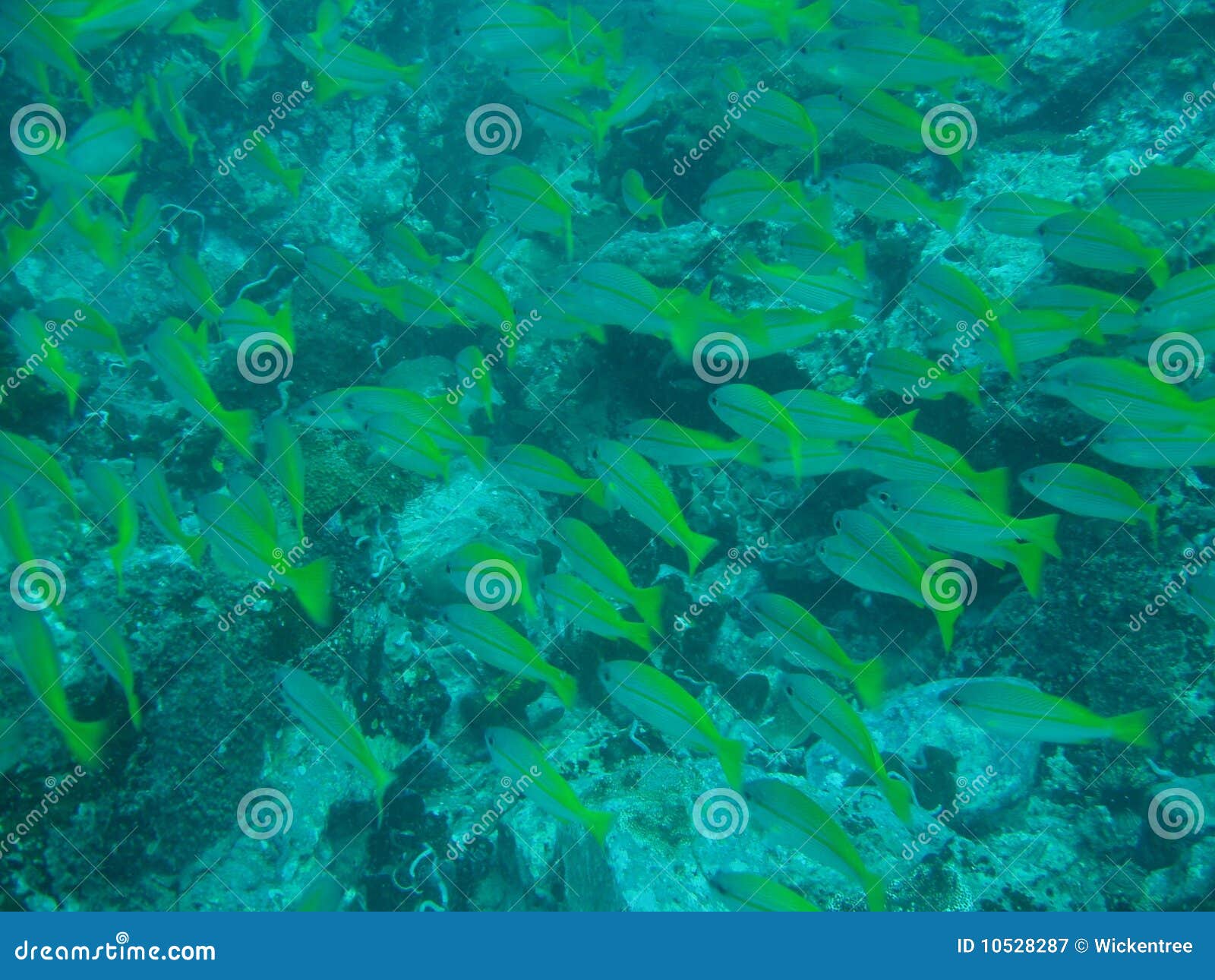 Evil Looking Fish stock image. Image of life, yellow - 10528287