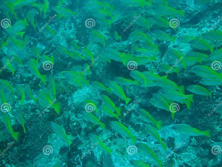 Evil Looking Fish stock image. Image of life, yellow - 10528287