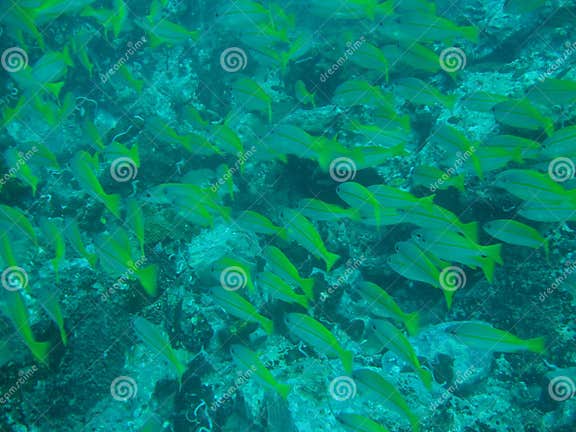Evil Looking Fish stock image. Image of life, yellow - 10528287
