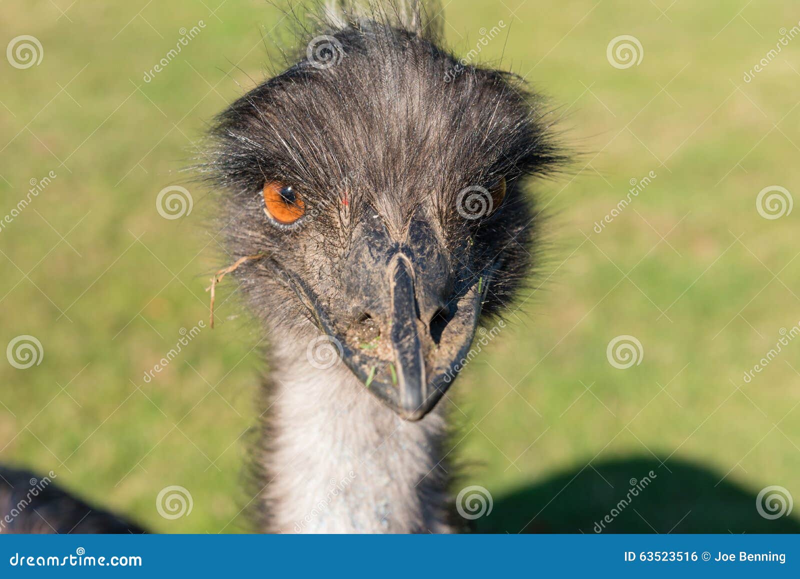 An Evil Looking Ostrich stock photo. Image of close, animal - 63523516