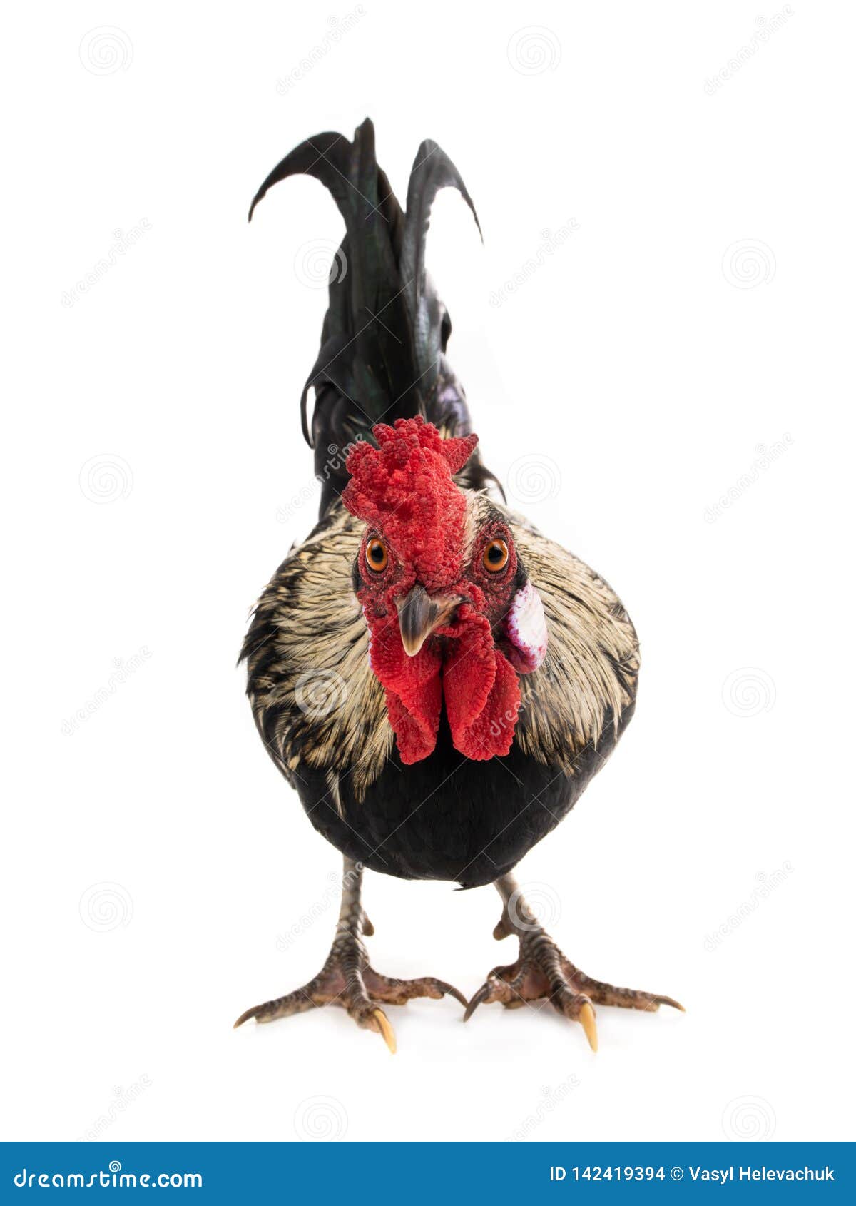 Evil Rooster Isolated on White Stock Photo - Image of rural, bird ...