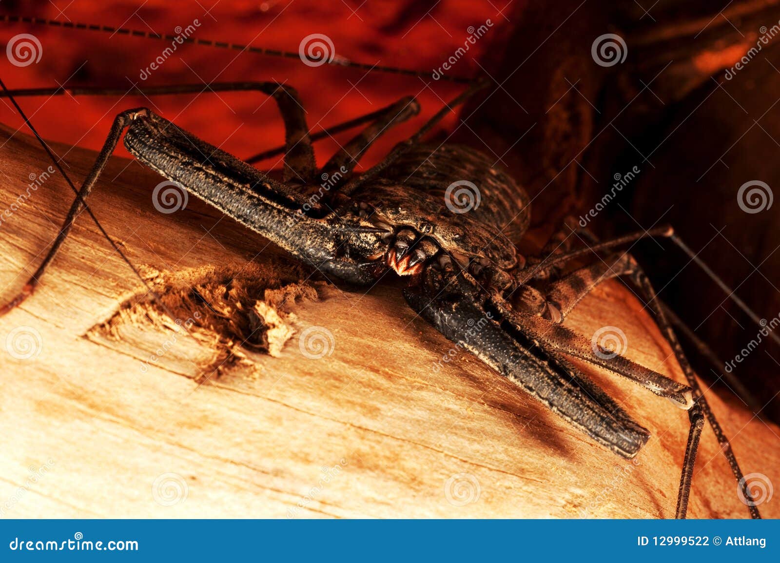 Evil Spider Stock Photo | CartoonDealer.com #12999522