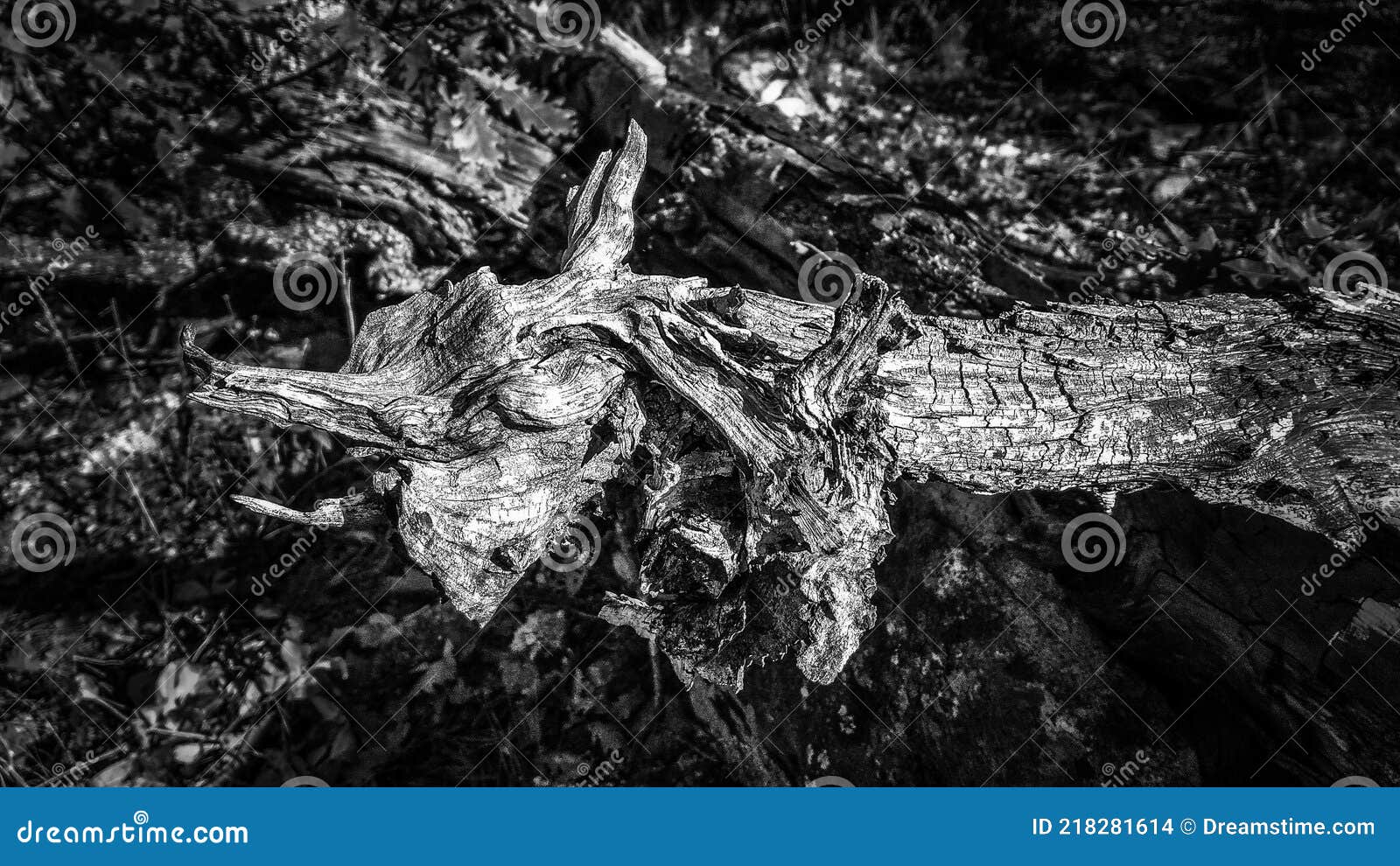 Evil tree demon stock photo. Image of tree, plant, iron - 218281614
