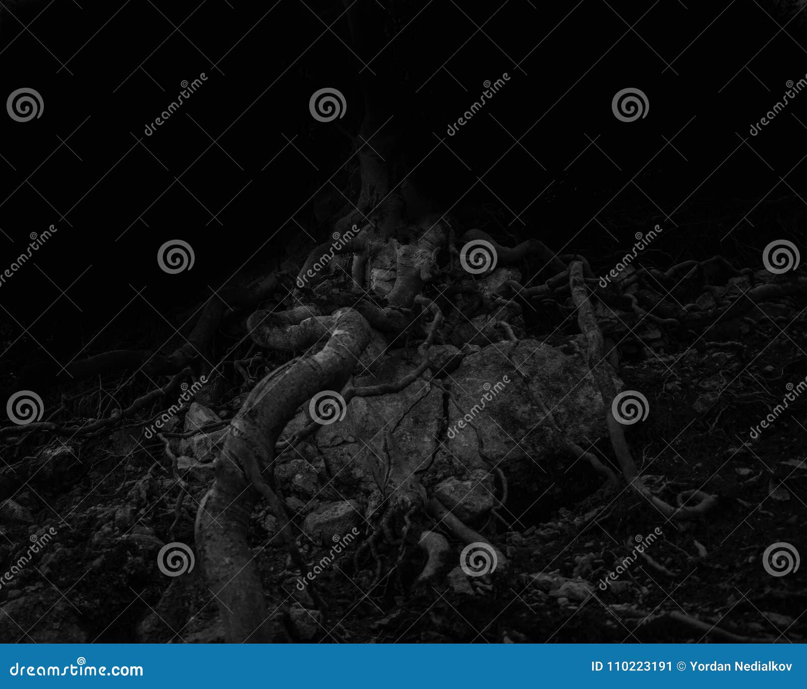 Evil Tree Roots in a Dark Forest Stock Image - Image of reach, fire ...