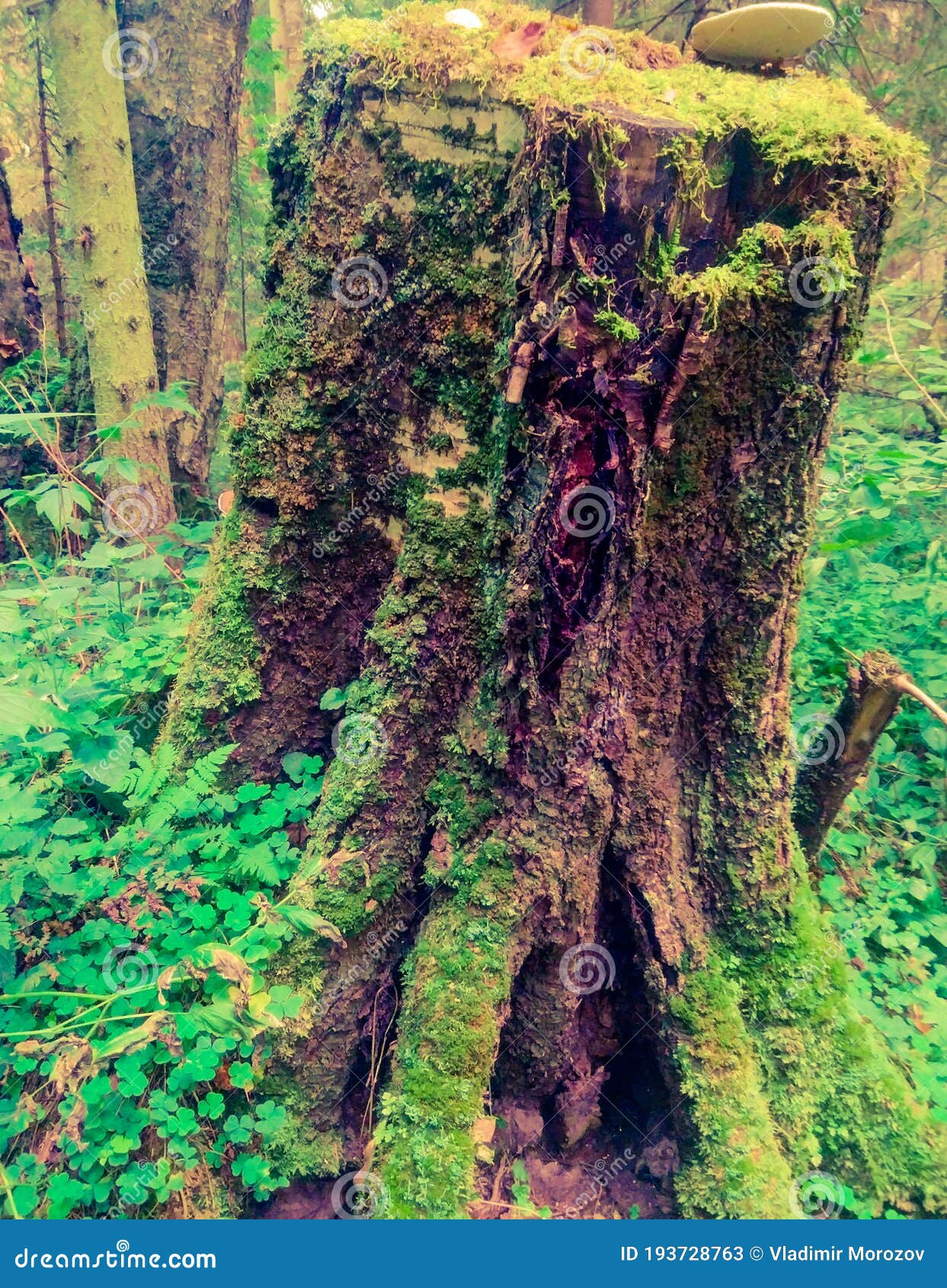 Evil Tree Stump in the Deep Forest Stock Image - Image of jungle, evil ...