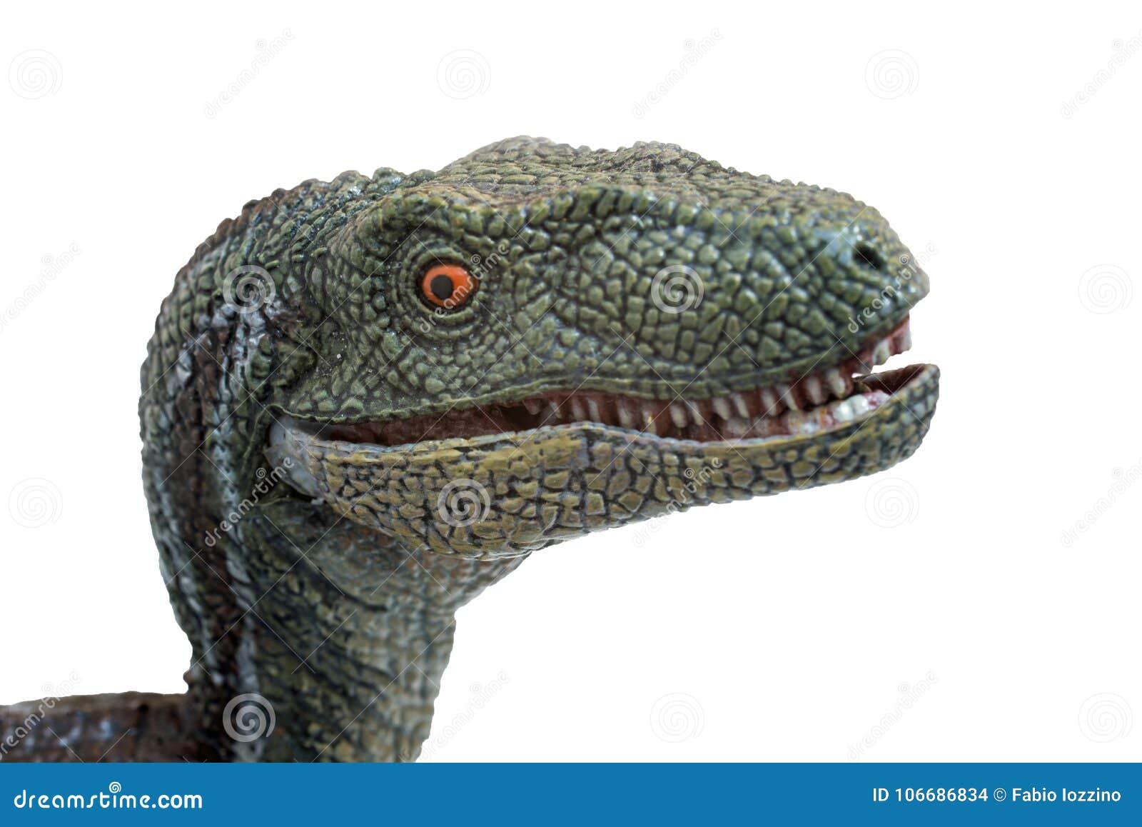 Velociraptor, On White Background Royalty-Free Stock Photography ...