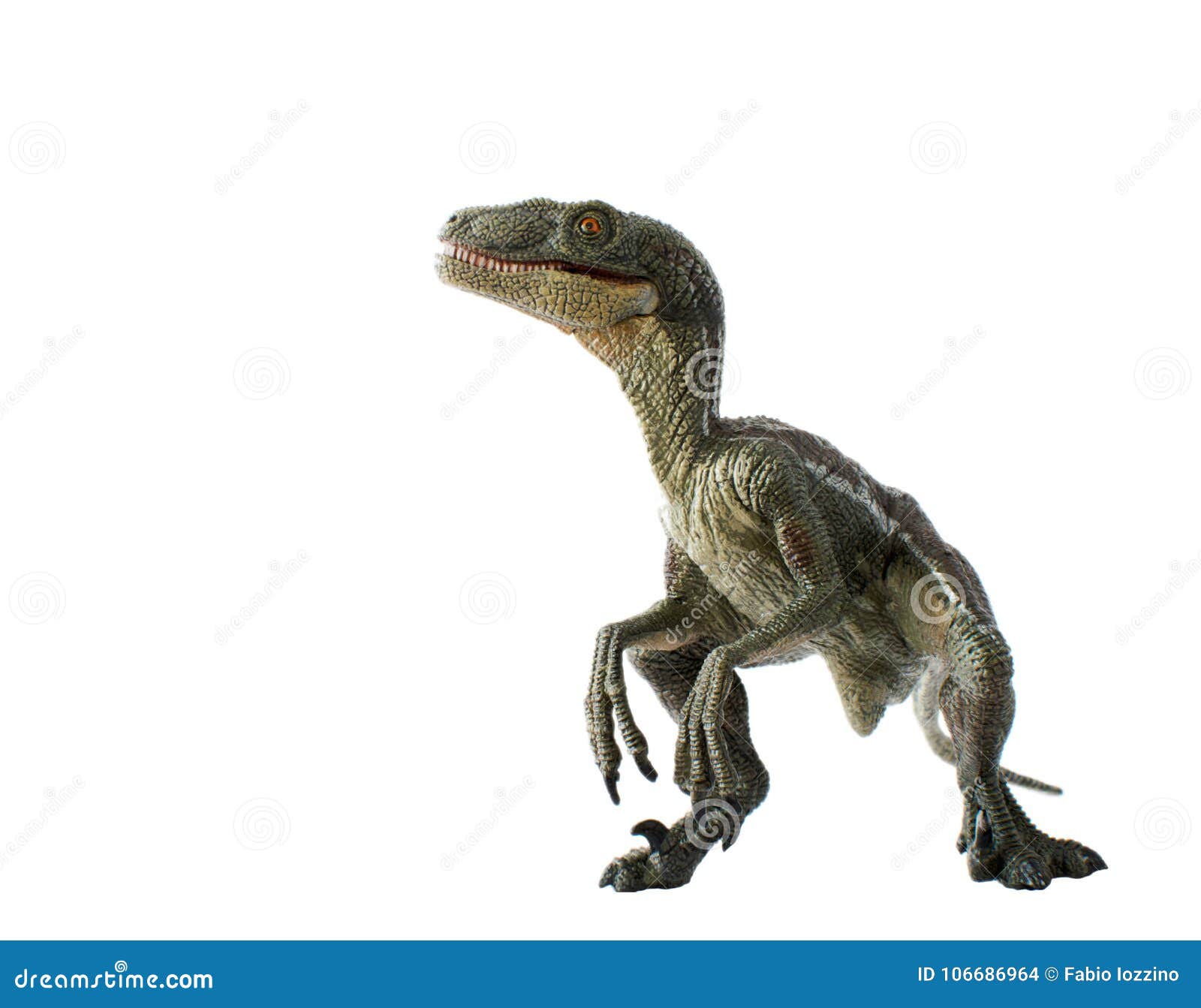Velociraptor, On White Background Royalty-Free Stock Photography ...