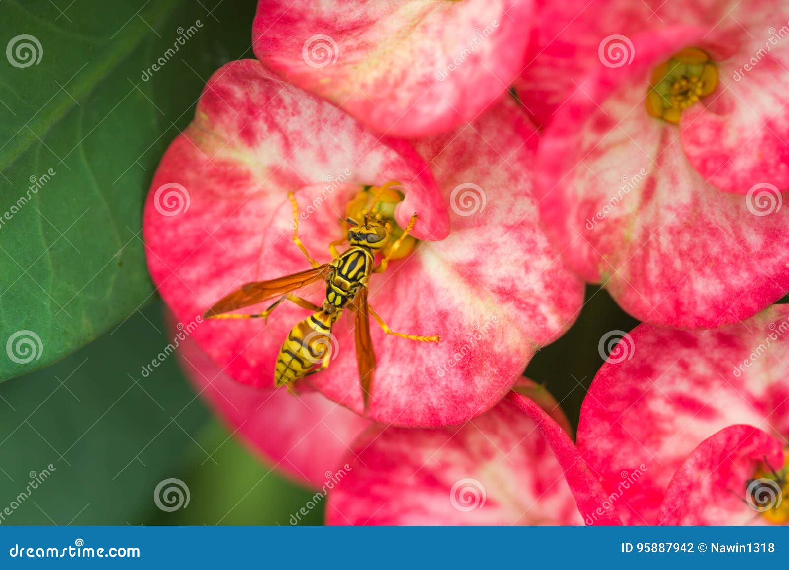 The Evil Wasp Sitting on a Pink Flower Stock Photo - Image of sitting ...