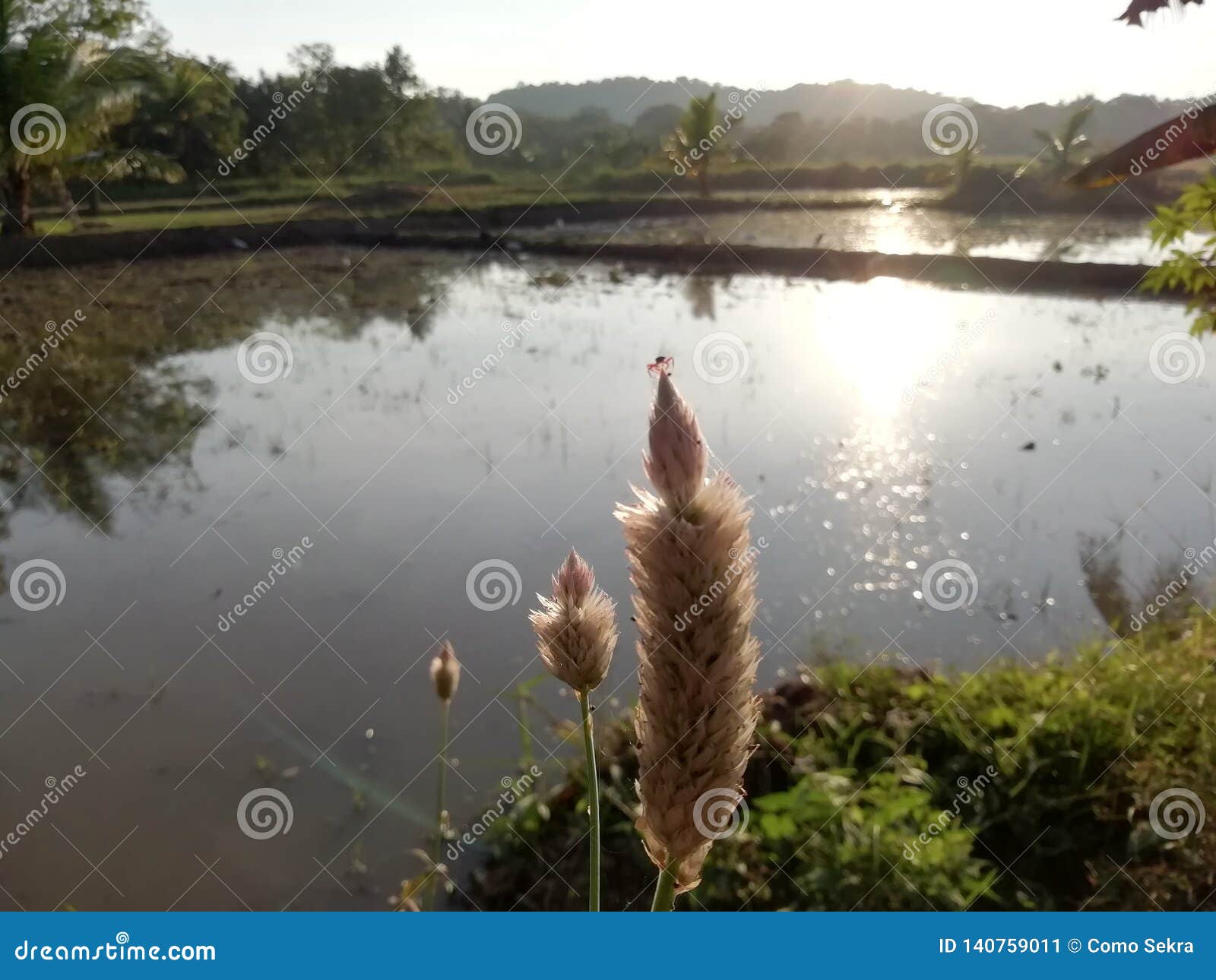 Spider on the Flower with Paddy Field Stock Image - Image of field ...