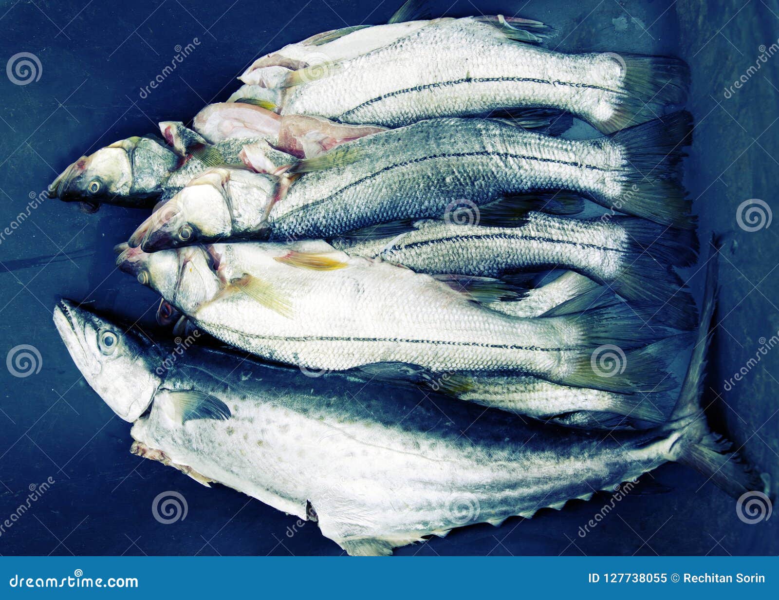 Fresh Marine Fish Ready To Cook. Stock Image - Image of eyes, head ...