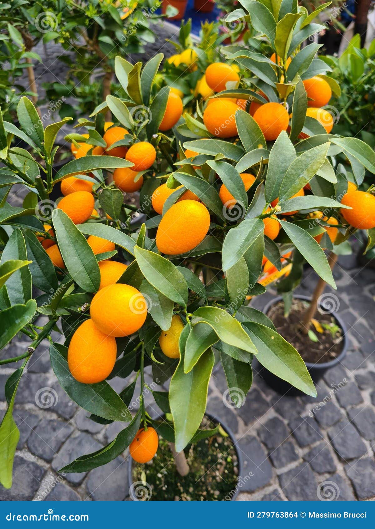 Small mandarin tree stock photo. Image of close, nature - 279763864
