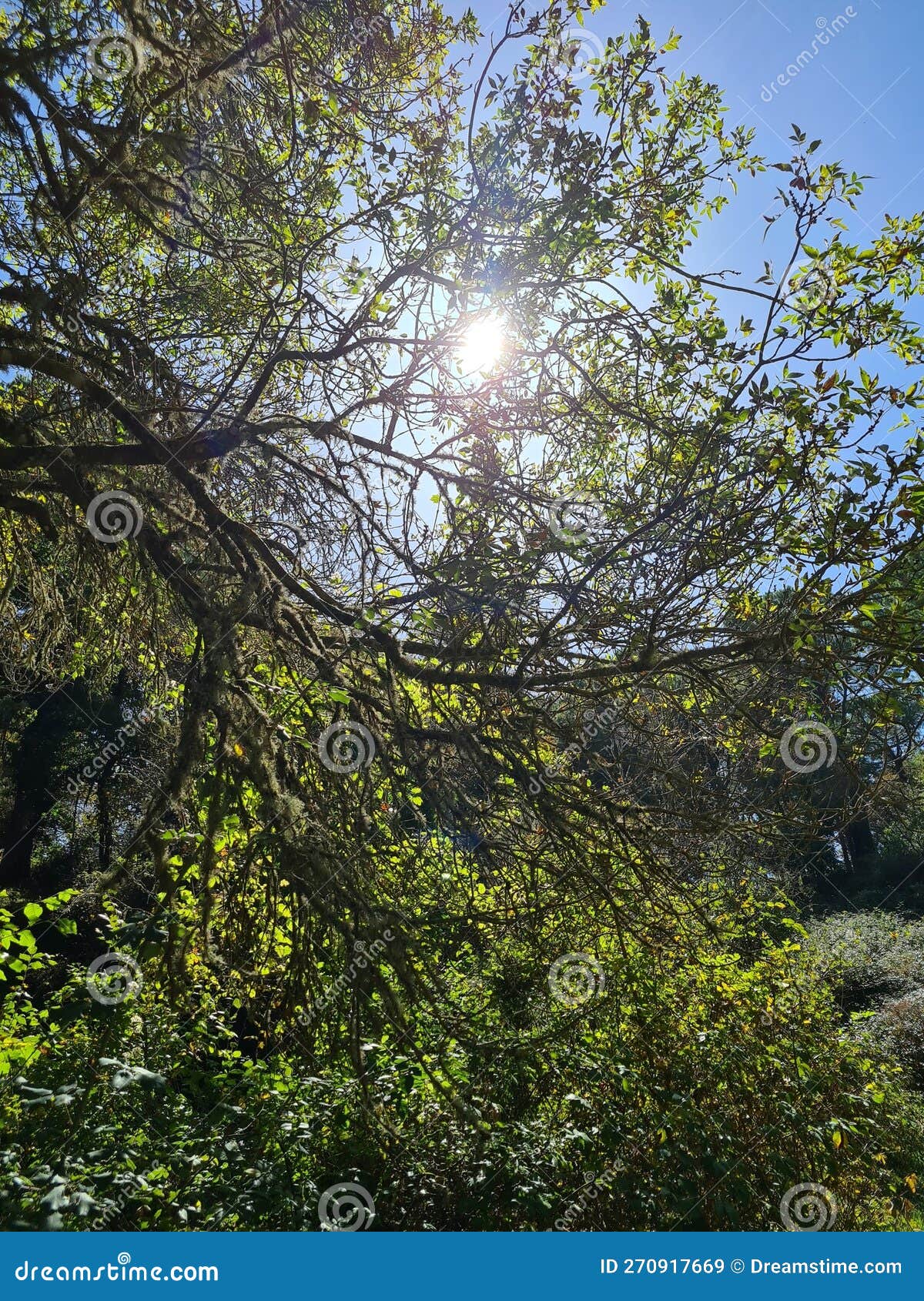 Crown of a Tree in Backlight Stock Image - Image of background, foliage ...
