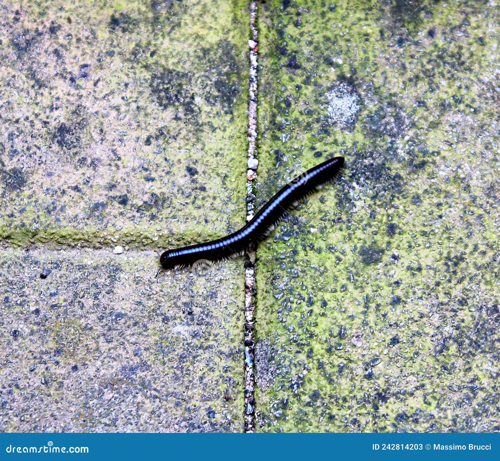 Earthworm Crawling on the Ground Stock Image - Image of fauna ...