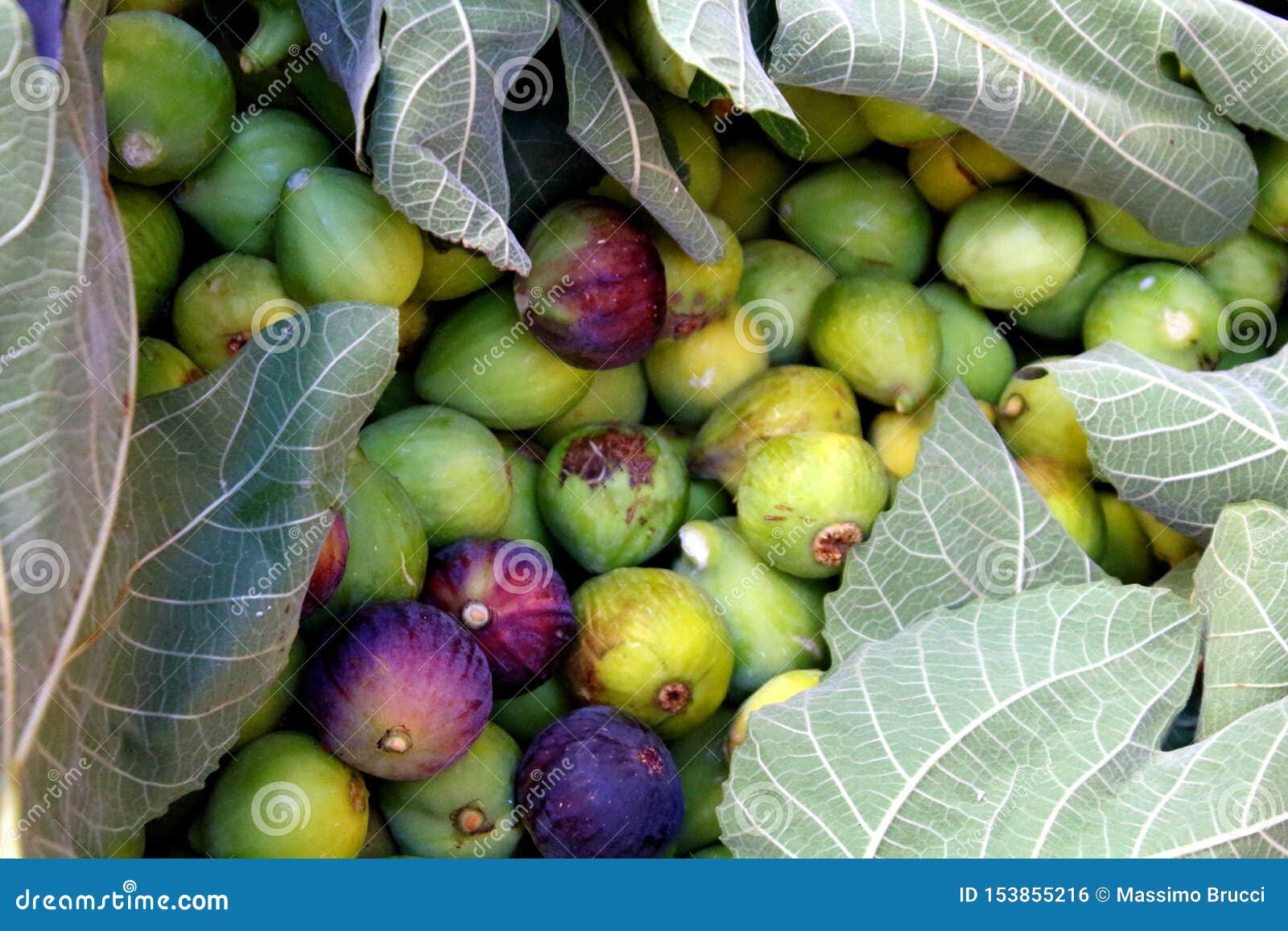 Freshly Picked Figs with Fig Tree Leaves Stock Photo - Image of ...