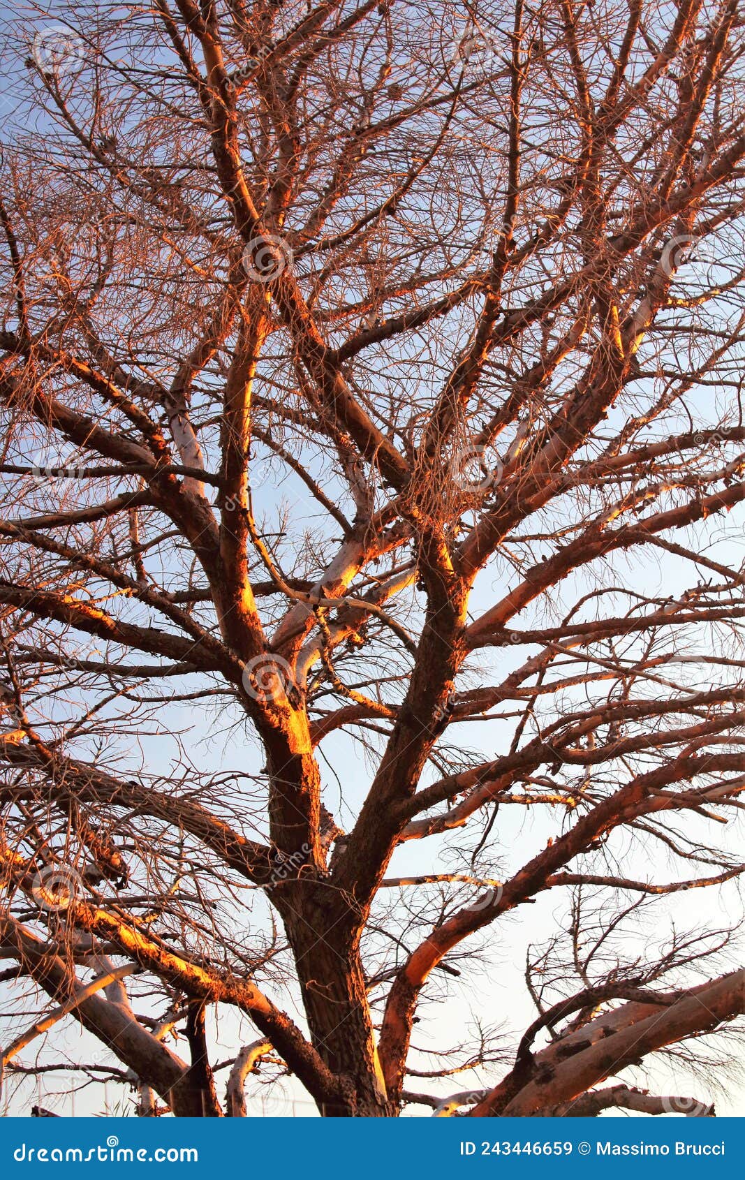 Tree without leaves stock image. Image of forest, ficus - 243446659