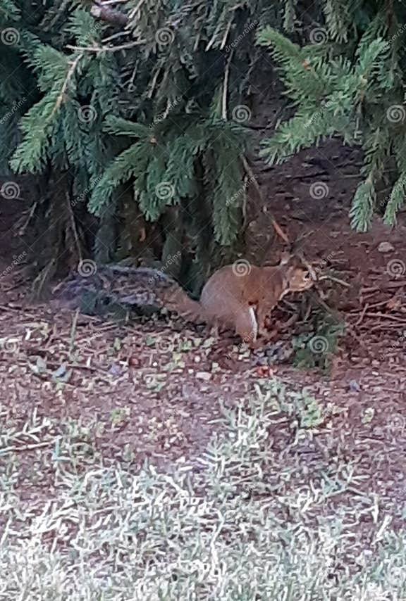 Squirrel Moving Under a Tree Stock Photo - Image of animal, jungle ...