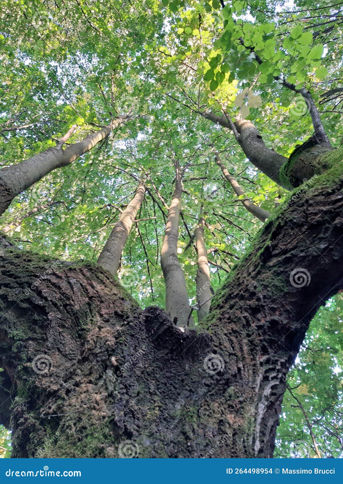 Trunk and crown of a tree stock photo. Image of bamboo - 264498954