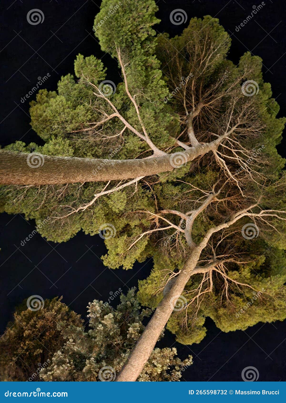 Trunk and Crown of Trees at Night Stock Photo - Image of foliage, green ...