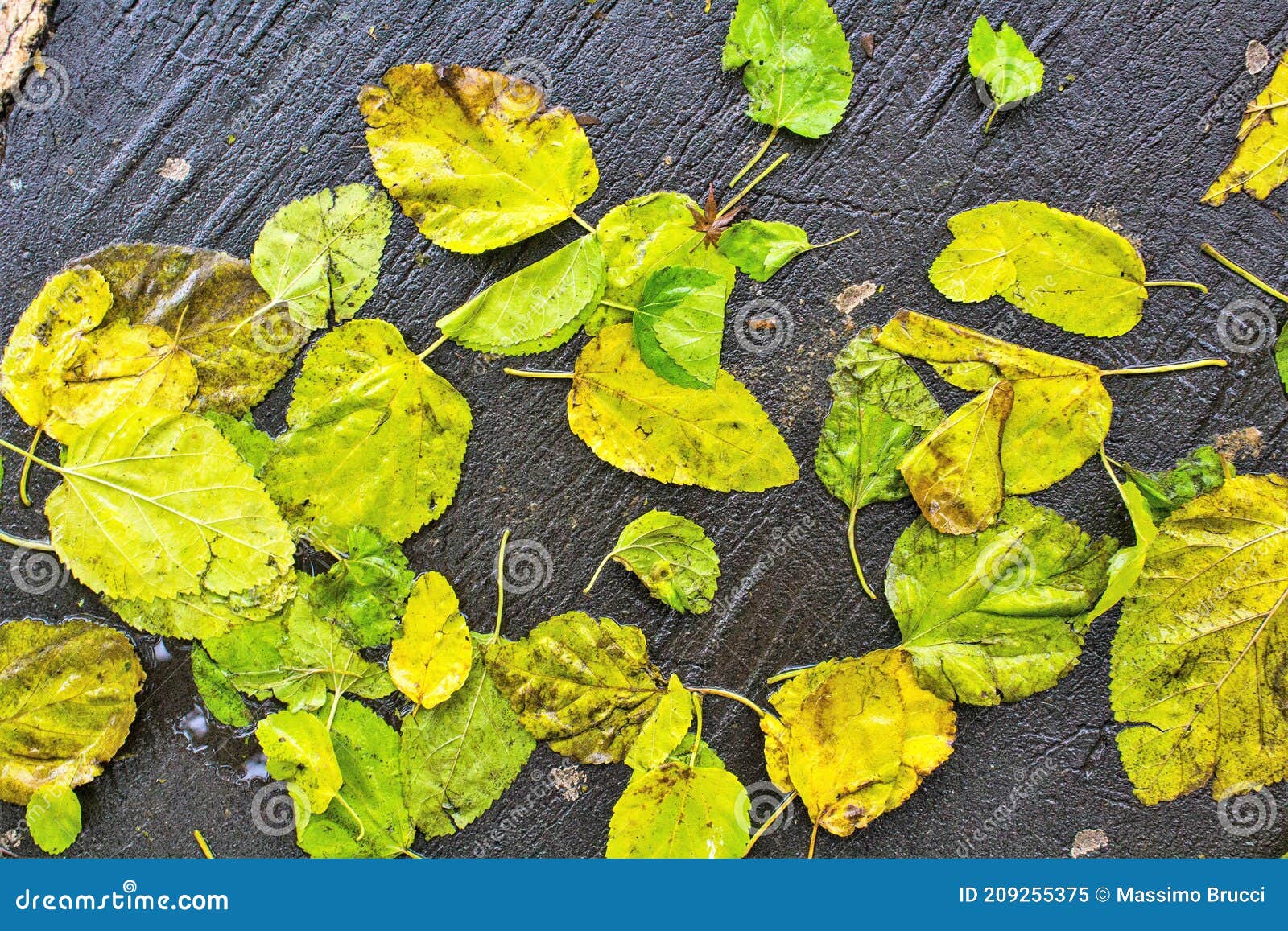 Texture of fallen leaves stock image. Image of wall - 209255375