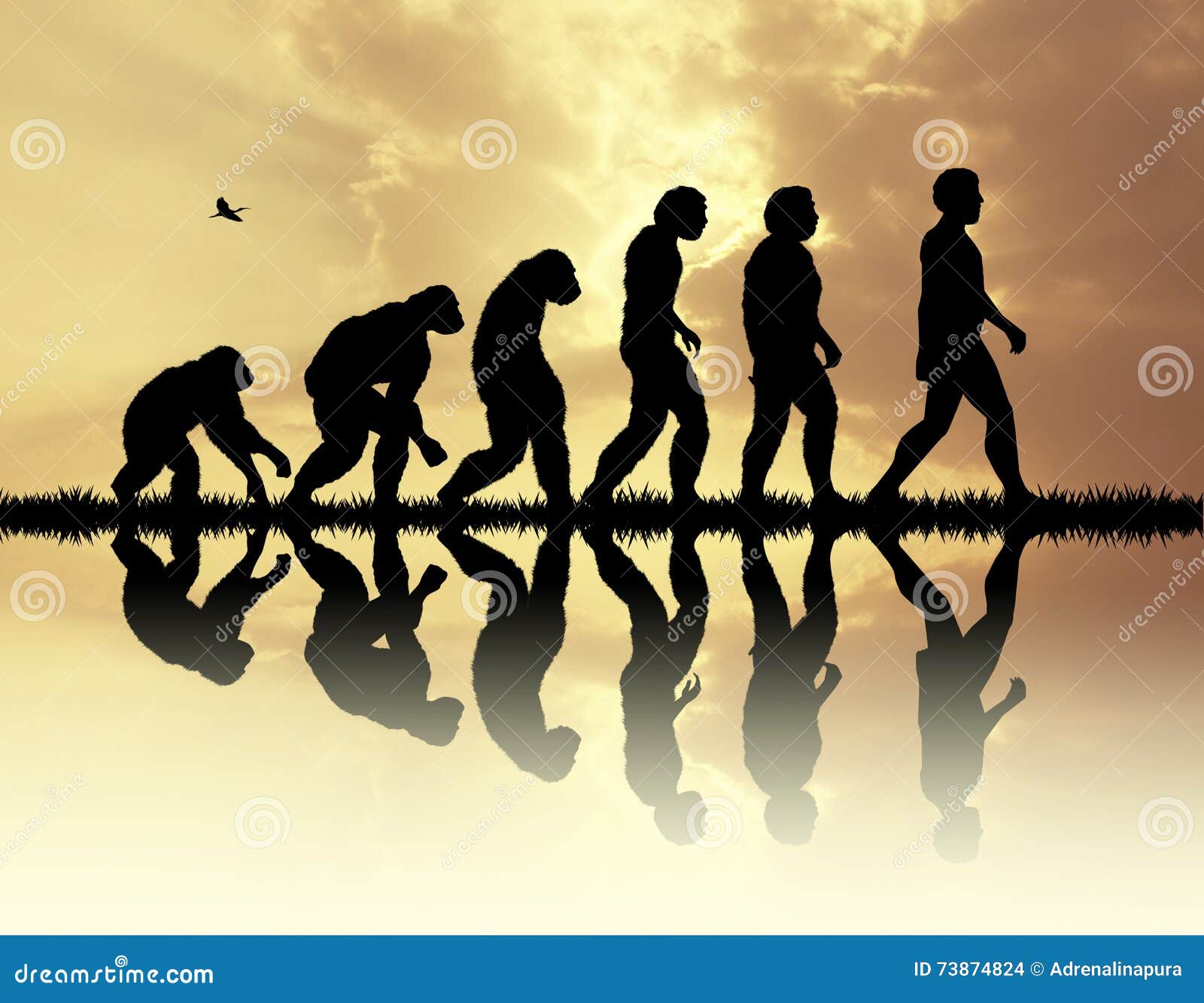 Evolução humana ilustração stock. Ilustração de homem - 73874824