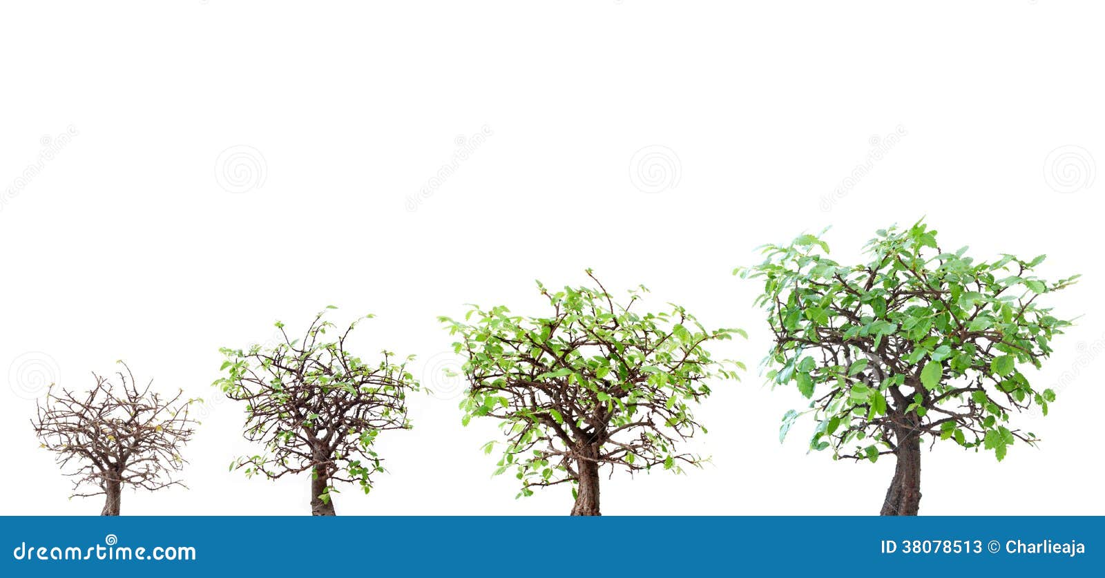 Evolución Del árbol Fotos de archivo - Imagen: 38078513