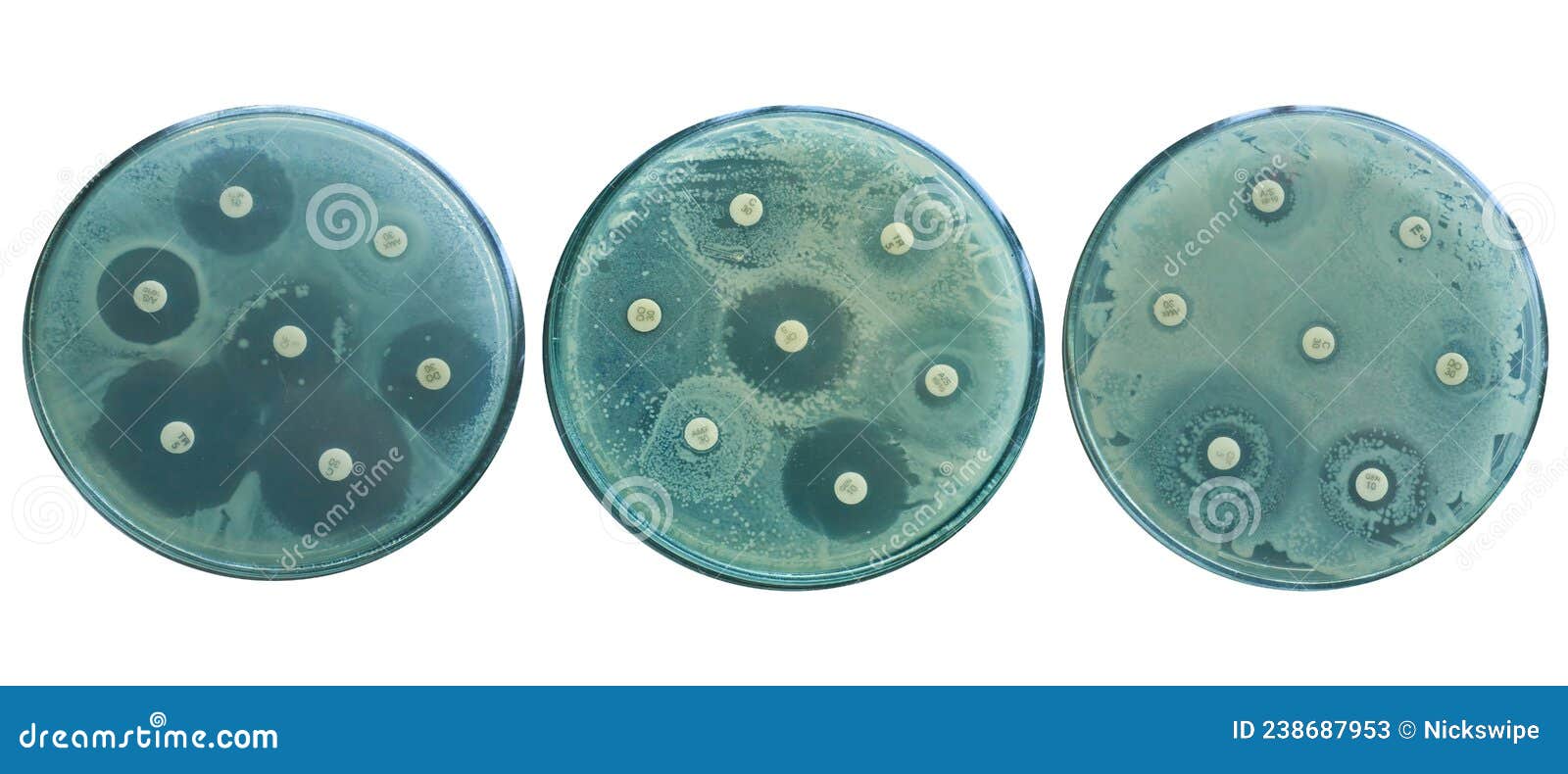 Evolution of Antibiotic Resistance Using Susceptibility Tests by ...