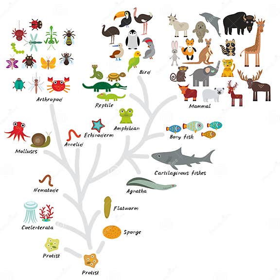 Evolution in Biology, Scheme Evolution of Animals Isolated on White ...