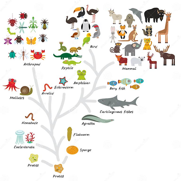 Evolution in Biology, Scheme Evolution of Animals Isolated on White ...