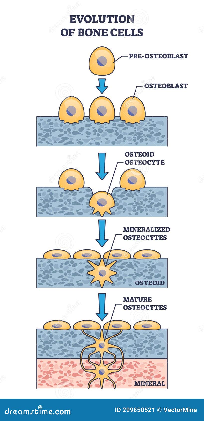 Bone Cells Labeled