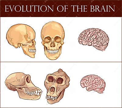 Evolution of the Brain Vector Illustration Stock Vector - Illustration ...