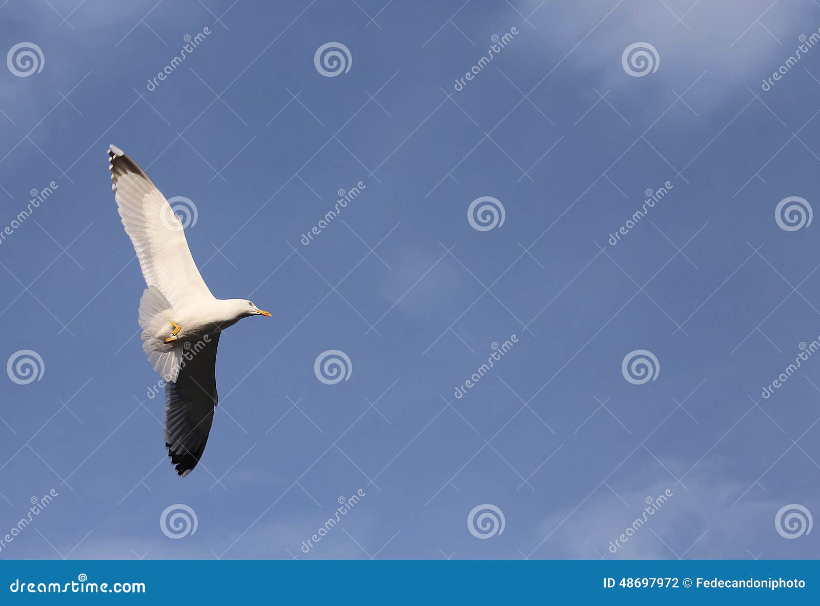Evolution of the Flight of a Seagull Stock Photo - Image of bird ...