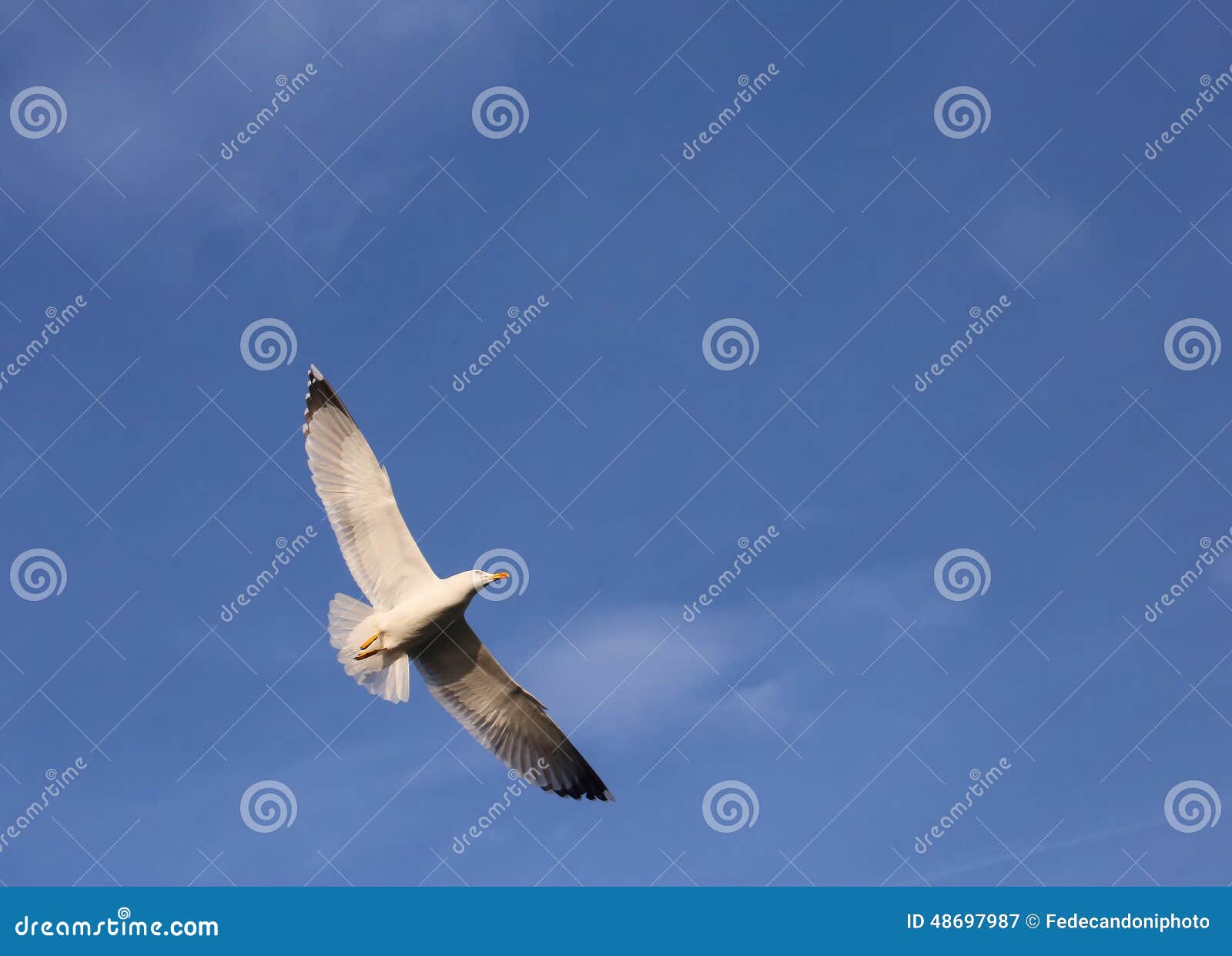 Evolution of the Flight of a Seagull Stock Image - Image of bird ...