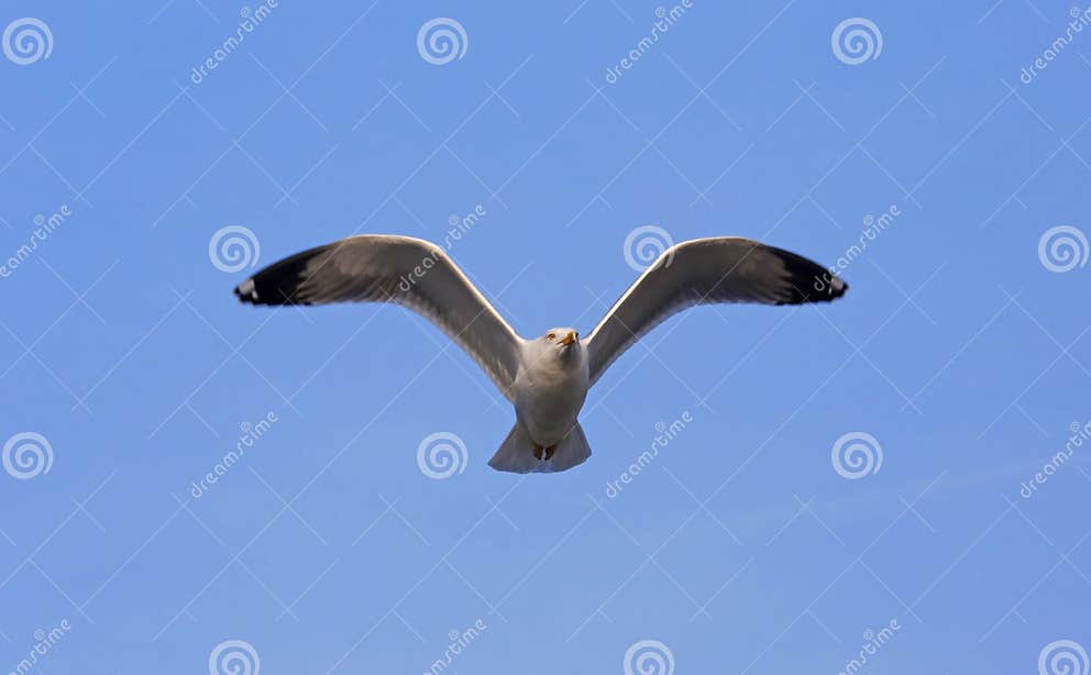 Evolution of the Flight of a Seagull Stock Image - Image of larus ...
