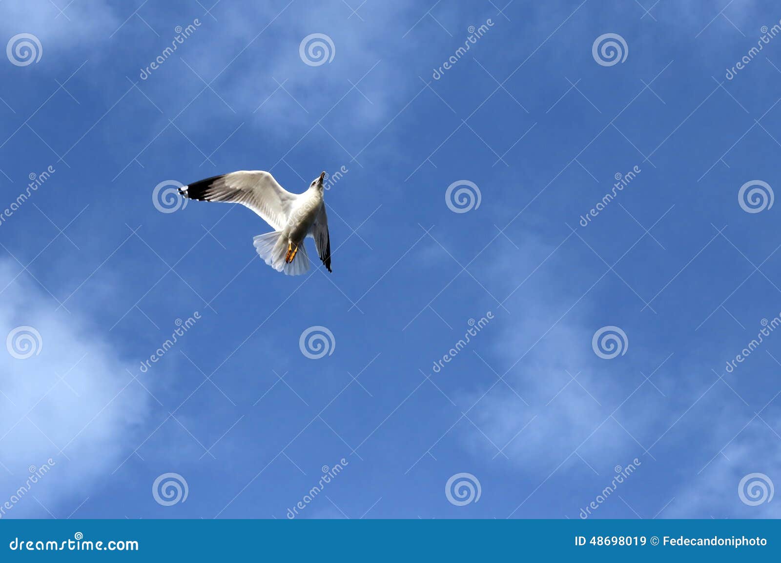 Evolution of the Flight of a Seagull Stock Image - Image of venezia ...
