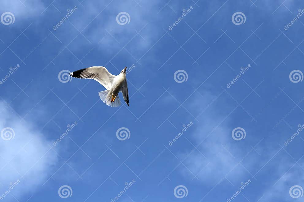 Evolution of the Flight of a Seagull Stock Image - Image of venezia ...