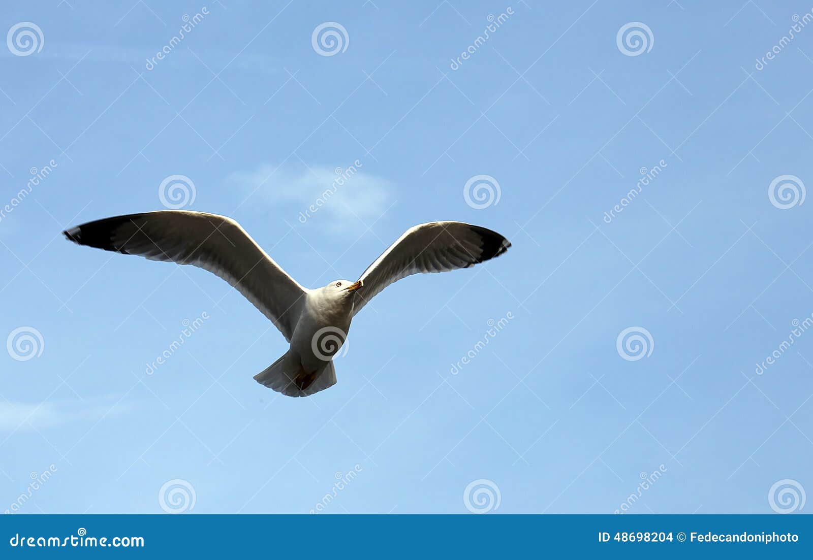 Evolution of the Flight of a Seagull Stock Photo - Image of ring, pens ...