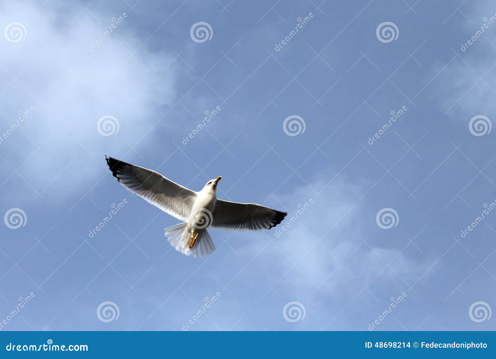 Evolution of the Flight of a Seagull Stock Photo - Image of evolutions ...