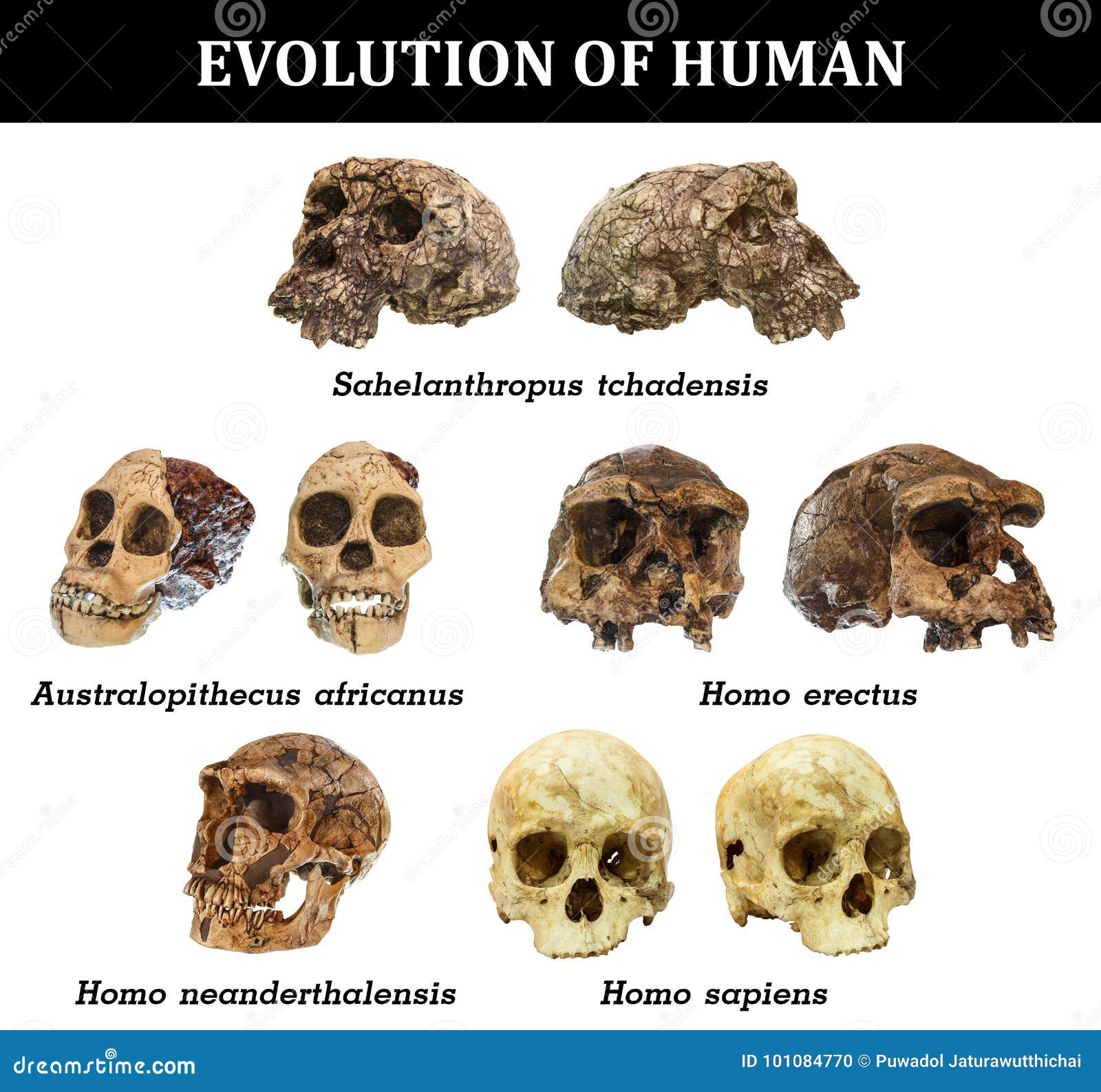 Evolution Of Human Skull Sahelanthropus Tchadensis . Australopithecus ... Evolution Of Human Skull Sahelanthropus Tchadensis . Australopithecus ...