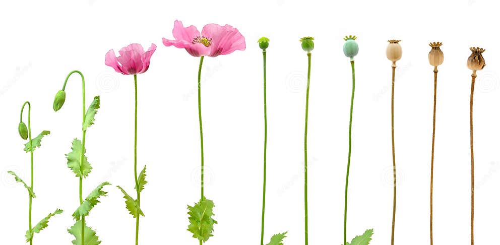 Evolution of Opium Poppy Isolated on White Stock Photo - Image of bloom ...